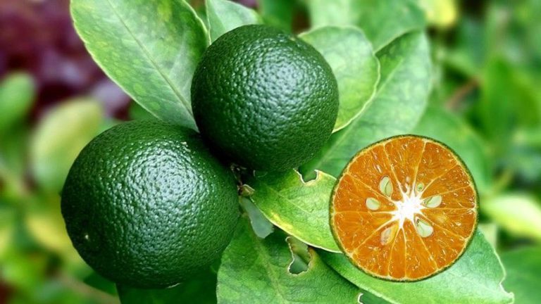 24 Popular Fruits Vocabulary in Bisaya (Cebuano) | サムライビサヤ